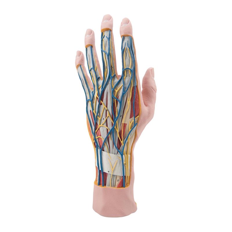 3-Part Internal Hand Structure Model - LabWorld.co.uk